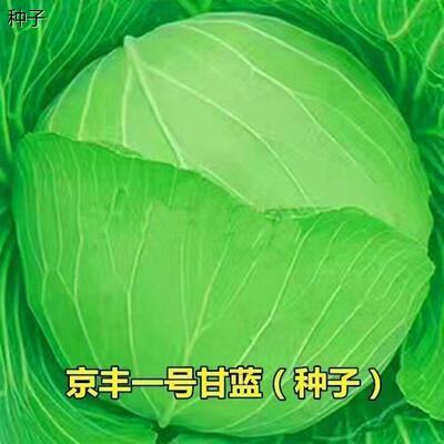 京丰一号甘蓝种子莲花白
