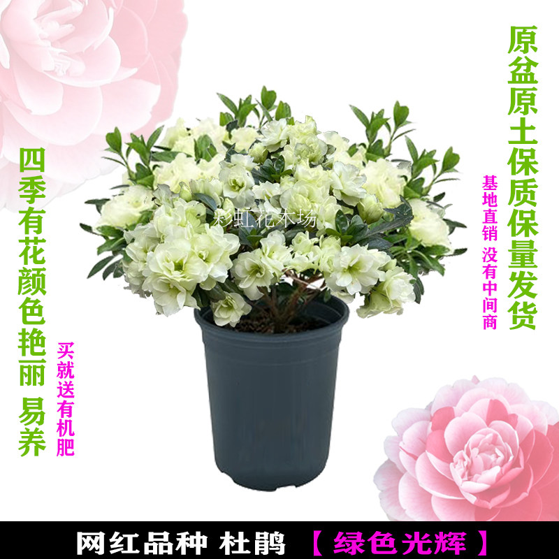 绿色光辉稀有名贵西洋杜鹃比利时杜鹃花四季开花庭院窗台绿植杜鹃