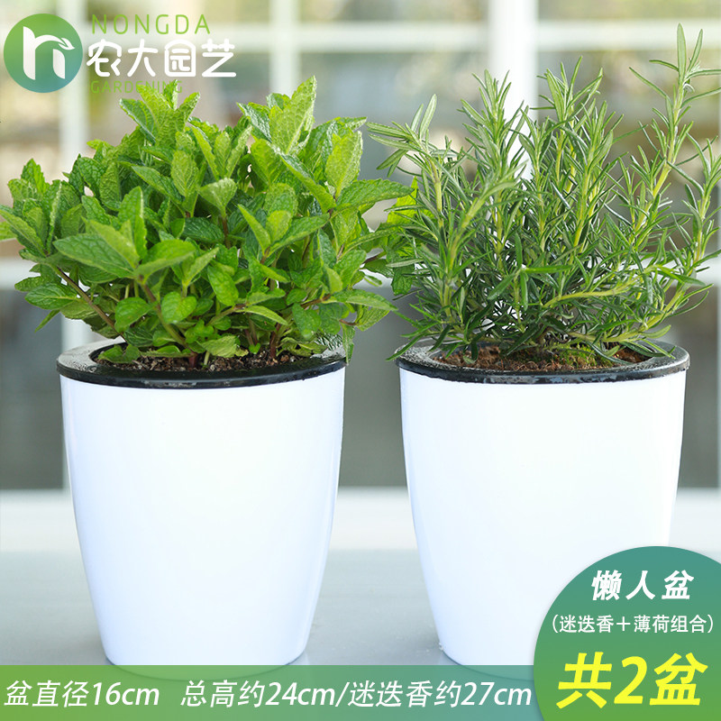 超大 迷迭香盆栽 新鲜可食用香草庭院室内驱蚊植物薄荷苗绿植花卉