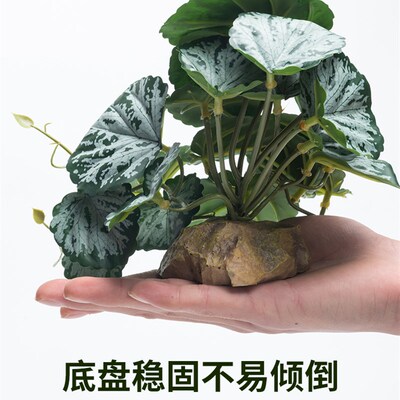 SuperRep爬虫造景雨林缸真植物爬宠陆龟蜥蜴睫角守宫饲养箱装饰