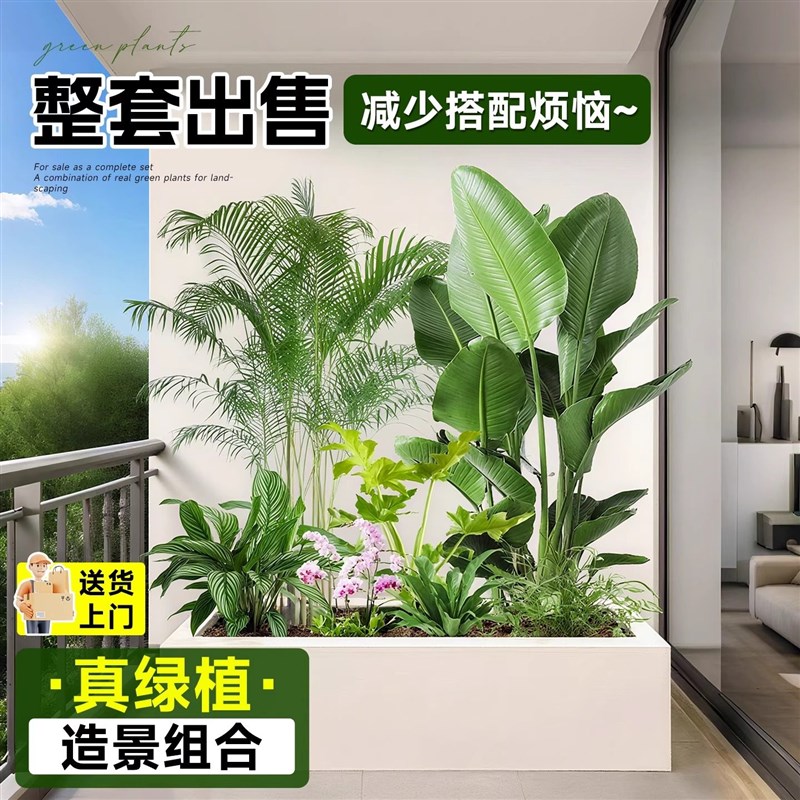 大型绿植成品组合盆栽室内客厅大型真树阳台玄关隔断造景大号盆景