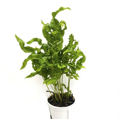 江南水龙骨/火焰水龙骨  若慕植馆 喜阴蕨类 网红室内户外绿植盆