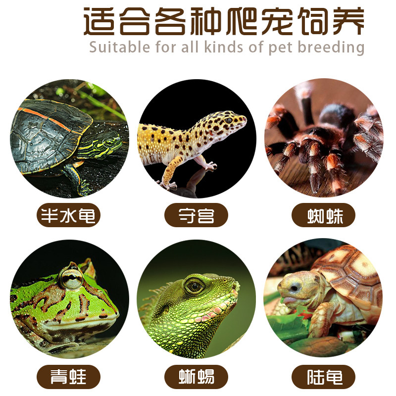爬虫陆龟食盆水盆蜥蜴自动饮水器爬宠喝水器蜥蜴绿鬣陆龟蜘蛛鬃狮