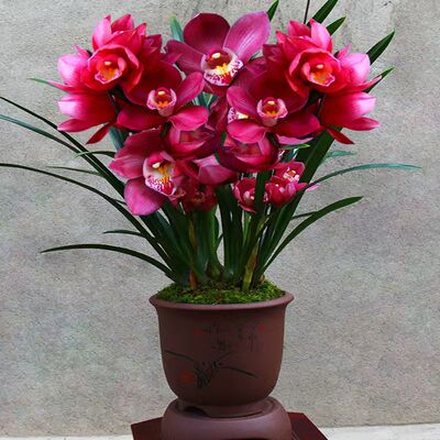大花蕙兰【大将军】花开红色浓香年宵花过年前后开花