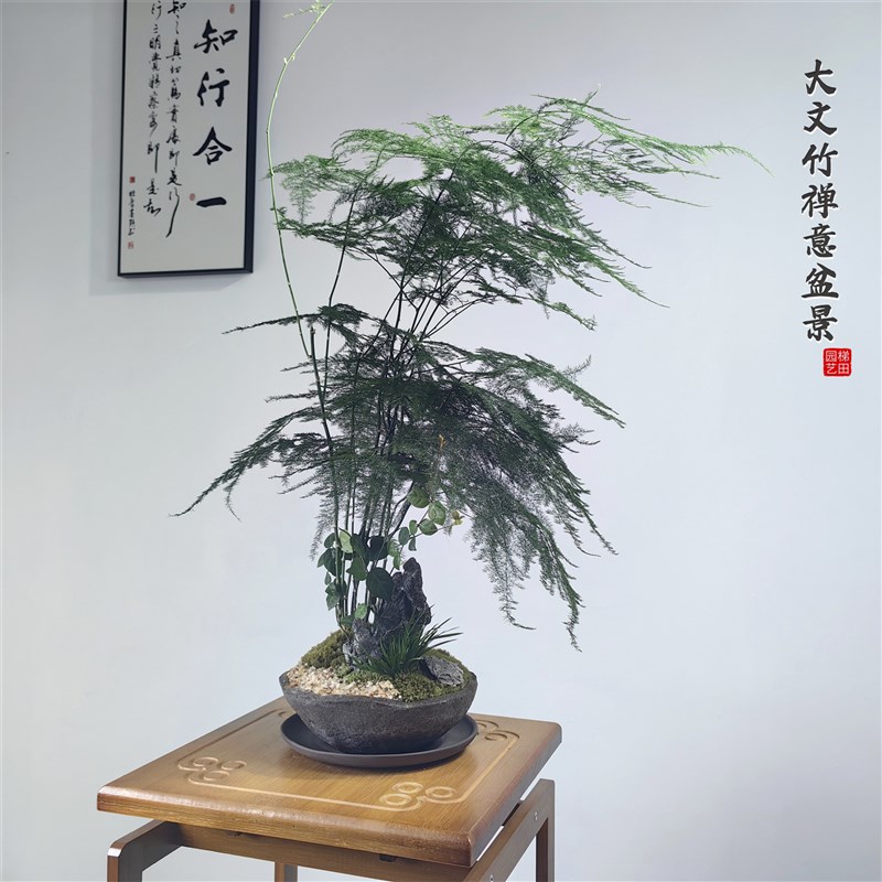 中式禅意大文竹造景组合微景观室内茶馆茶台茶桌绿植文竹盆栽摆件