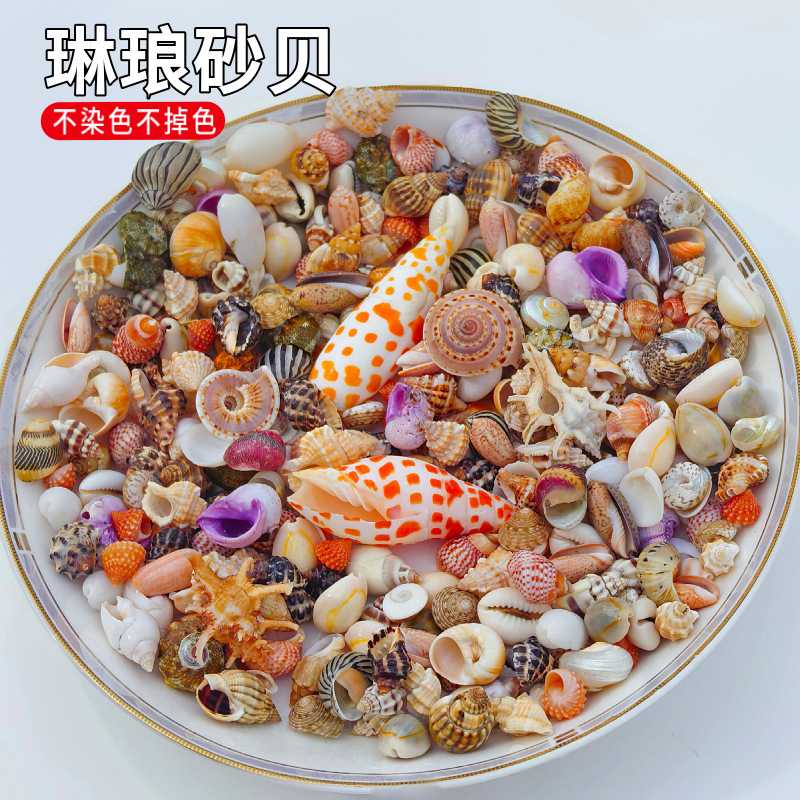 贝壳海螺按斤卖车琳琅砂贝红笔螺混装贝沙手工diy摆台制作漂流瓶