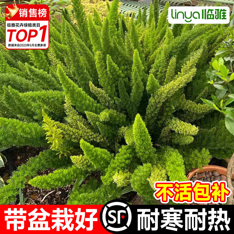 狐尾天门冬盆栽植物庭院阳台常青绿植大全狐尾草四季花卉室内好养