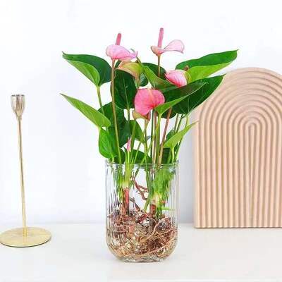 带U型水培瓶粉掌粉色红掌室内桌面花卉四季常青新手带花发货