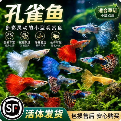孔雀鱼观赏鱼活体彩色小型鱼草缸造景好养易活公母可配胎生小鱼