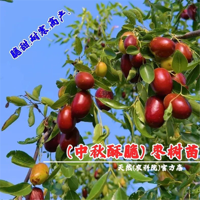 湖南祁东中秋酥脆枣树苗嫁