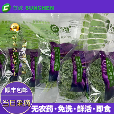 首诚高端蔬菜羽衣甘蓝无农药鲜嫩
