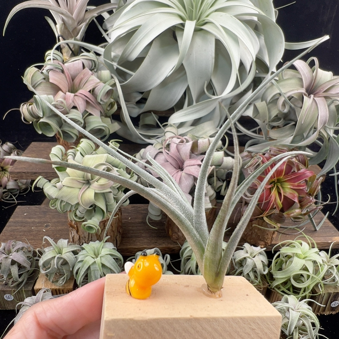 福利 洛伦兹侧芽209