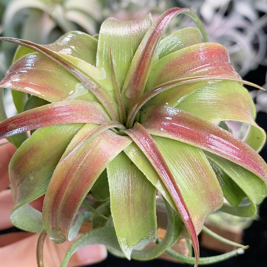 宽叶柔贝x橙万汉370