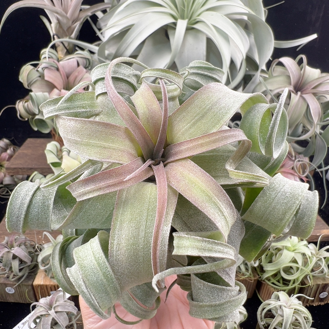 发色 危马卷 205