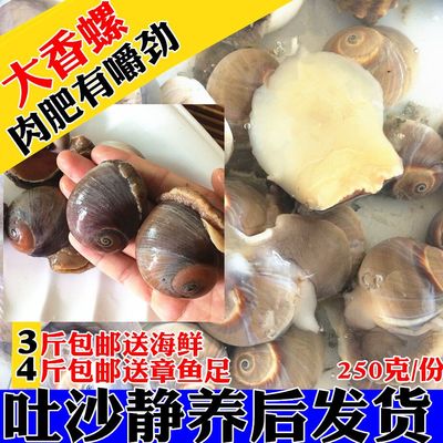 鲜活野生肚脐海鲜水产