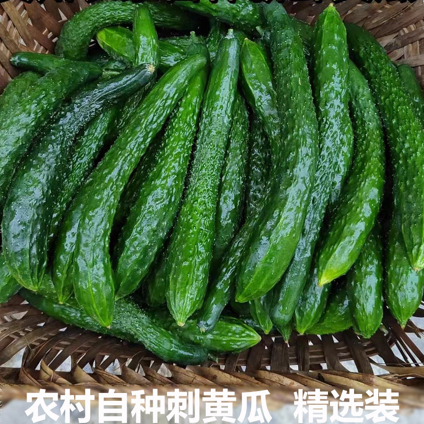 湖北农家自种黄瓜刺黄瓜旱黄瓜当季新鲜凉拌黄瓜现摘现发 包邮