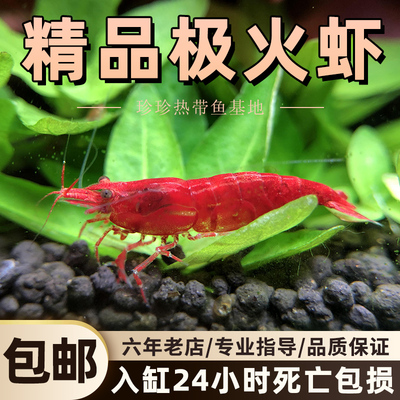 极火虾观赏虾活体宠物虾