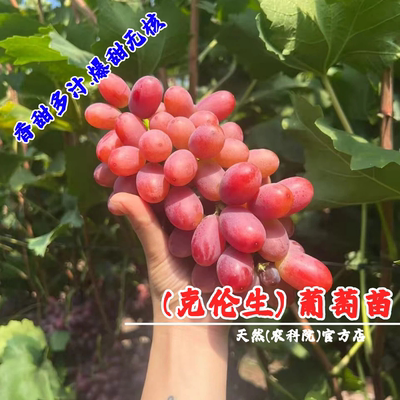 嫁接克伦生葡萄苗克瑞森无籽红提葡萄树苗盆栽庭院爬藤甜提子树苖