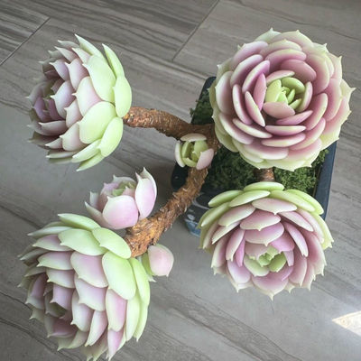 粉蝶多肉植物新手好养阳台萌肉肉办公室内创意小盆栽花卉绿植巴黎