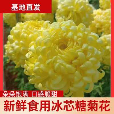 新鲜现摘冰芯糖菊花整朵中山小榄菊花食用菊花脆甜大朵生吃菊花黄