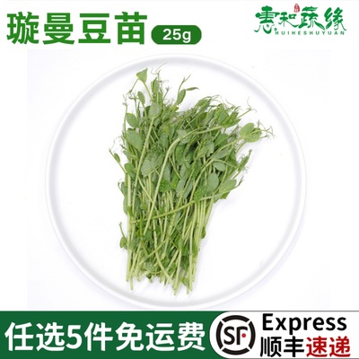 新鲜水培璇曼豆苗装饰摆盘点缀