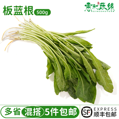 新鲜板蓝根当季时令云南蔬菜带根板蓝根叶野菜特色菜酒店煲汤食材