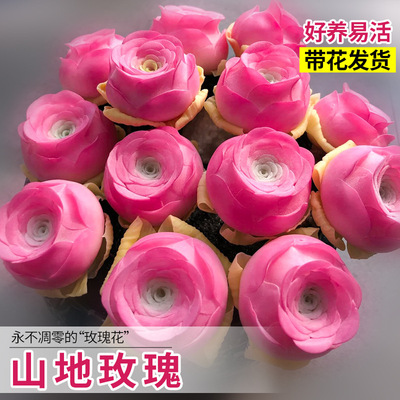 山地玫瑰多肉植物老桩室内盆栽水蜜桃酒杯粉耶罗办公桌面花卉绿植