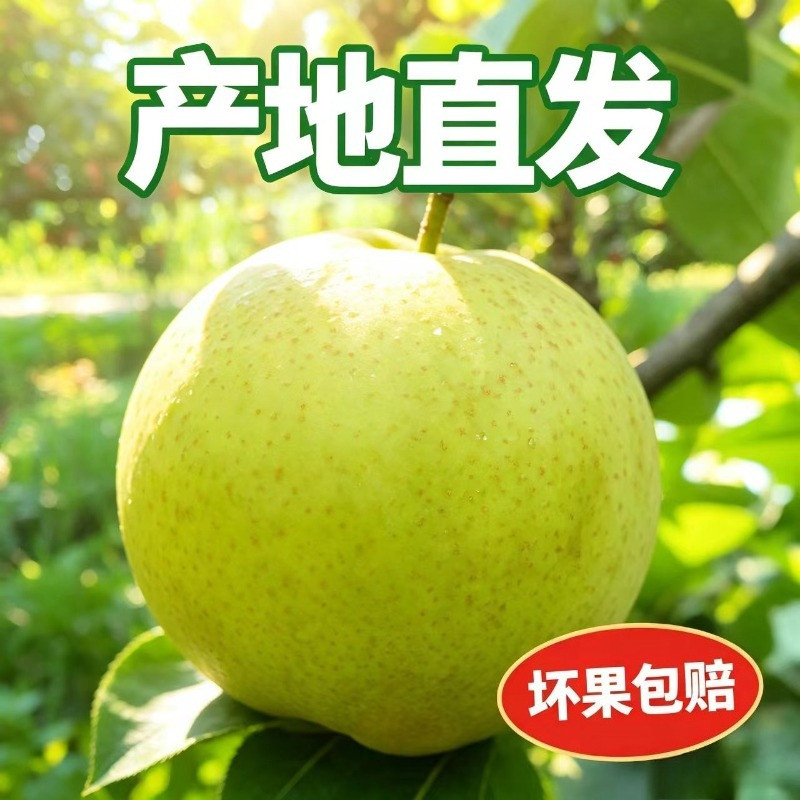 当季河南青梨现摘现发 新鲜青皮梨子水果皮薄多汁大果净重5斤包邮