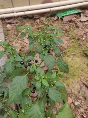 2斤新鲜现采龙葵草白花菜 黑茄子中草药全草带根新鲜包邮