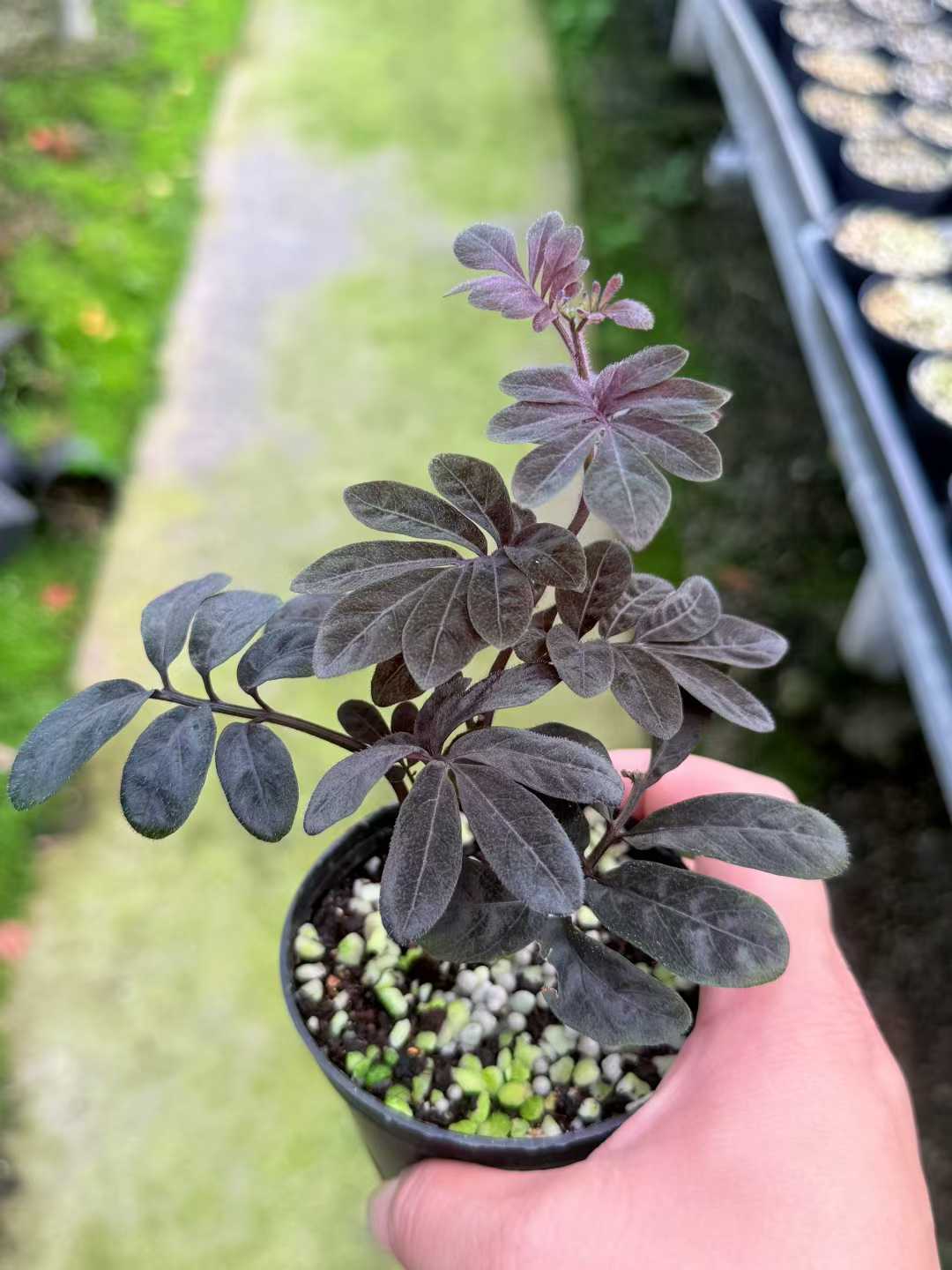 厄瓜多尔紫茄秋海棠暗黑系列暗紫叶爬藤垂吊藤蔓植物小众好养