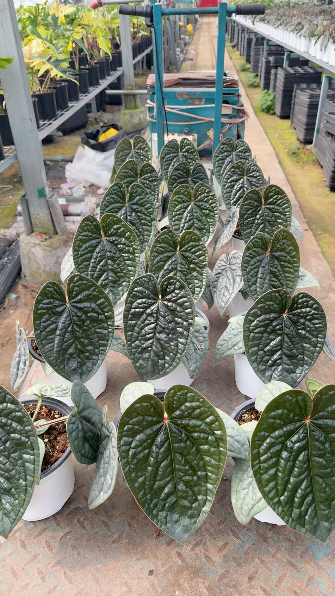 奢华花烛红水晶盾叶华丽花烛热植盆栽植物观叶