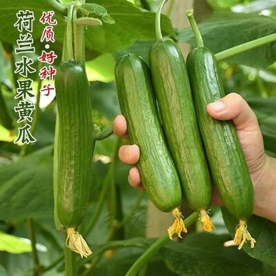 Dutch farmhouse planting balcony pot, prickly cucumber, fru