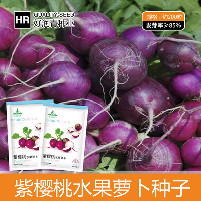 紫色樱桃萝卜种子迷你小罗卜种籽