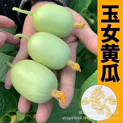 New Year's New Jade Girl Mini Fruit Cucumber Raw Crispy Swe
