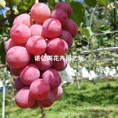 妮娜皇后葡萄树苗耐寒女皇公主王