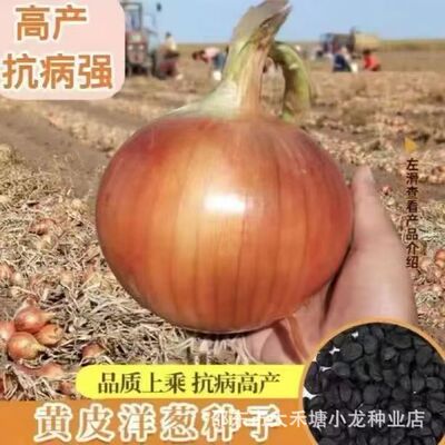 黄皮洋葱种子洋葱籽球形葱特色蔬