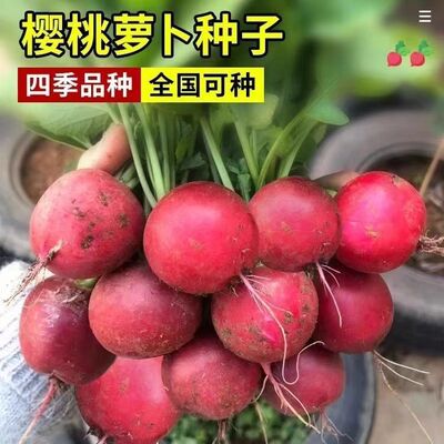 樱桃萝卜种子水果小萝卜种子蔬