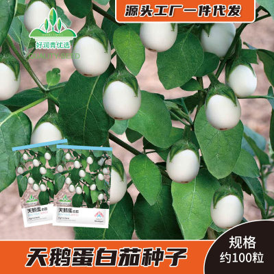New White Eggplant Egg Eggplant White Mini Edible Gold Silv