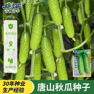 Tangshan Autumn Melon Autumn Fruit Cucumber Balcony Pot Eas