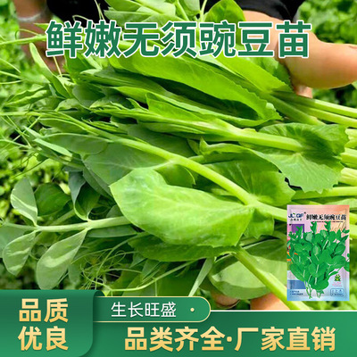 鲜嫩无须豌豆苗种子鲜嫩苗菜籽菜