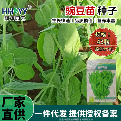 Pea Sprouts, Pea Tips, Eating Seedlings, Balcony Pot, Seedl