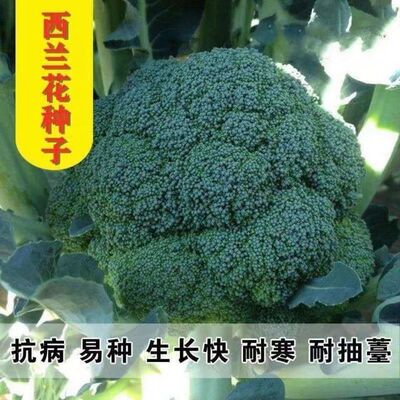 80 day broccoli, cauliflower, emerald green flower, vegetab
