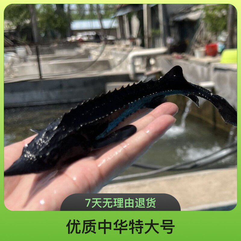 鲟龙鱼鲜活淡水冷水观赏鱼可用于鱼缸鱼池鱼塘水库养殖的活体鲟鱼