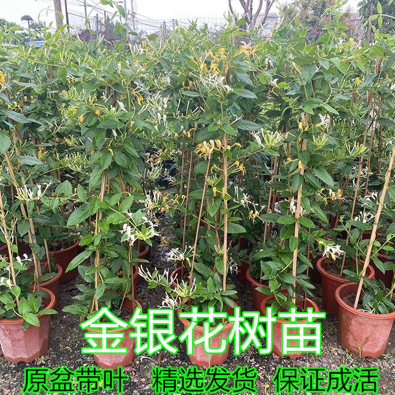 爬藤植物黄白金银花树苗食用白红金银花苗盆栽鸳鸯藤四季开花常青