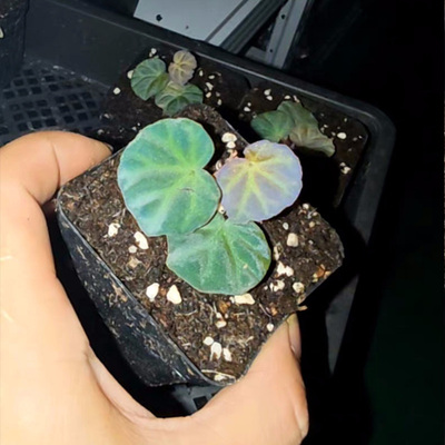 青氧迷你植物绿热植蓝爬秋海棠三叶Begonia sarawak SP沙捞越雨林