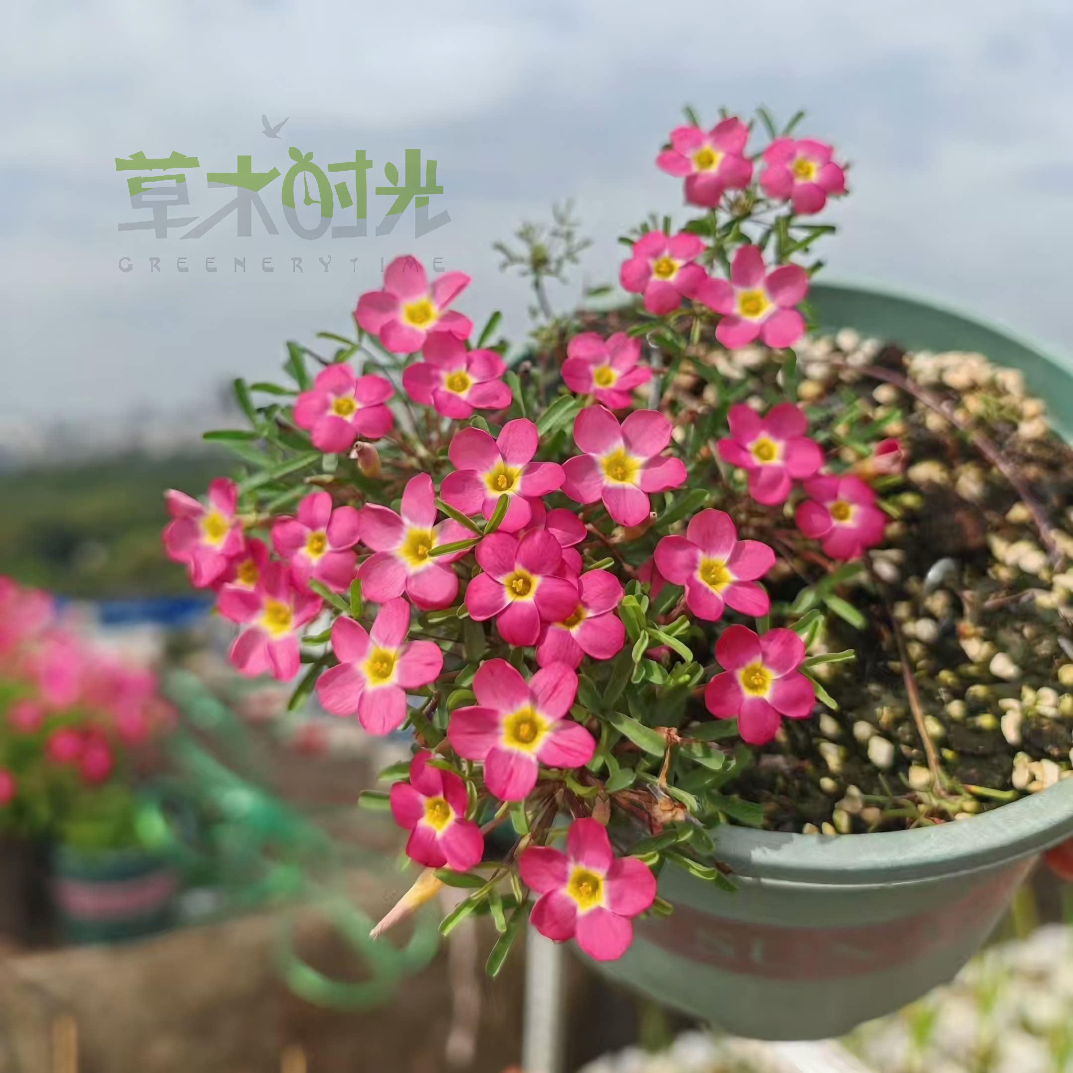 北冕 Oxalis 'Corona Borealis' 酢浆草种球现货包对版