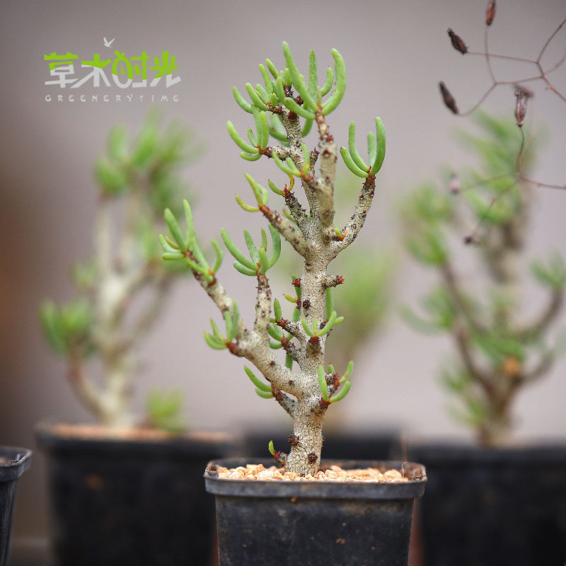 德系佛垢里实生Tylecodon buchholzianus奇峰锦稀有块根多肉植物