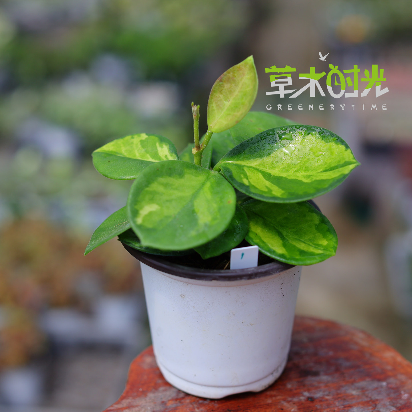 南方内锦球兰 (Hoya Australis Variegata)