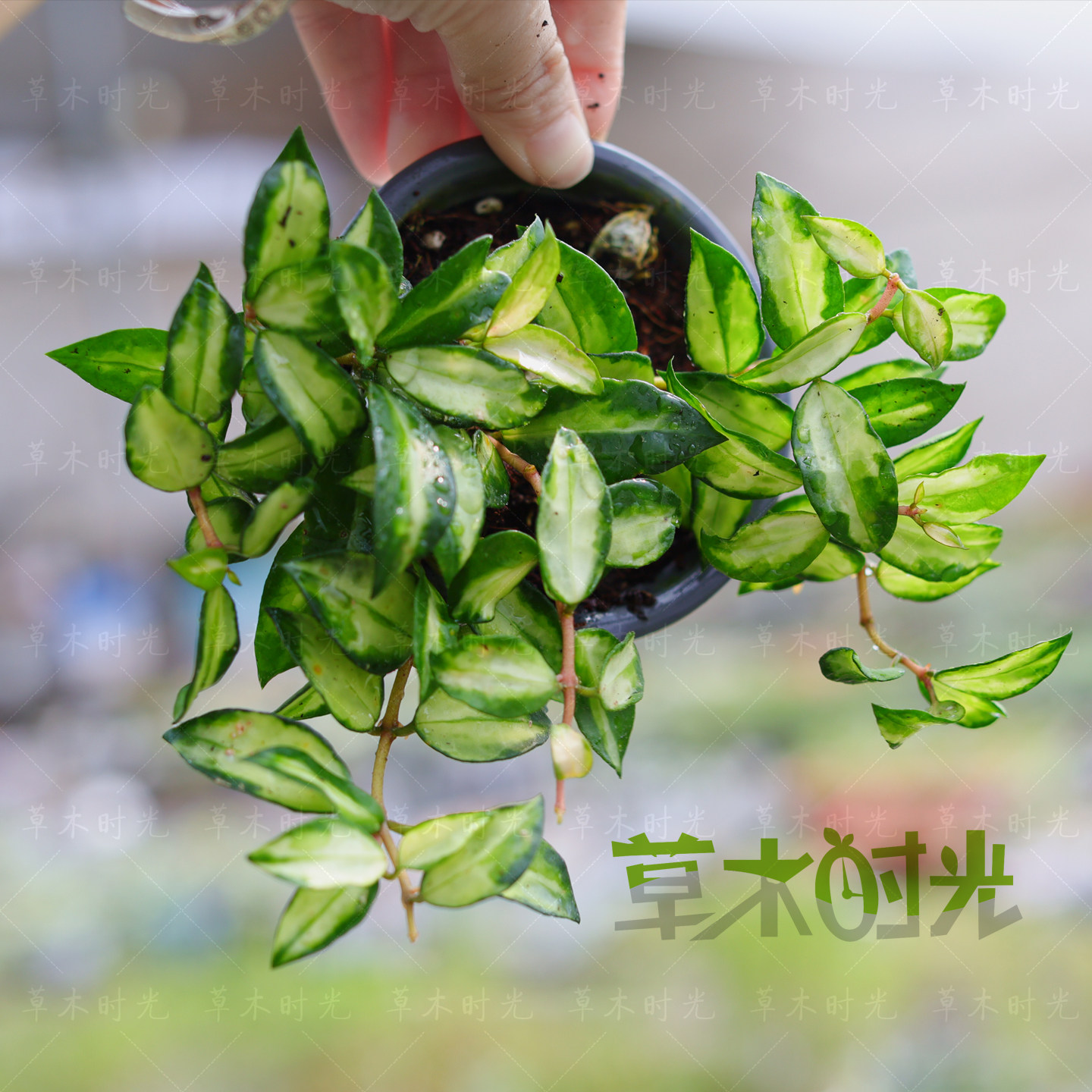 绿孔雀球兰Hoya Lacunosa Tricolor Bruno室内绿植珍稀品种治愈系