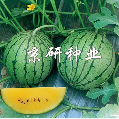 皮薄花皮黄瓤小西瓜种子酥脆爽口